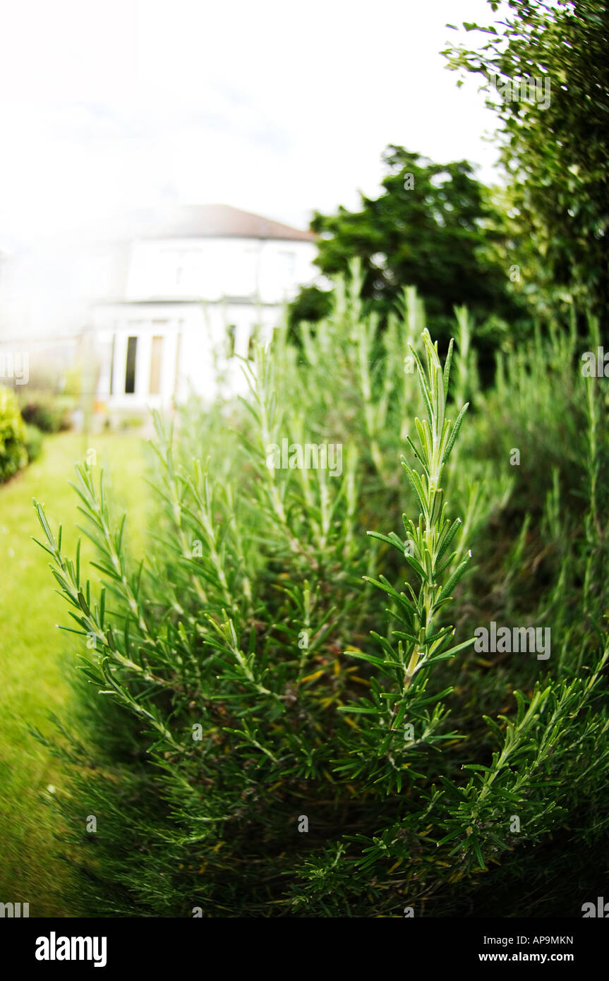 rosemary bush growing in garden Stock Photo - Alamy