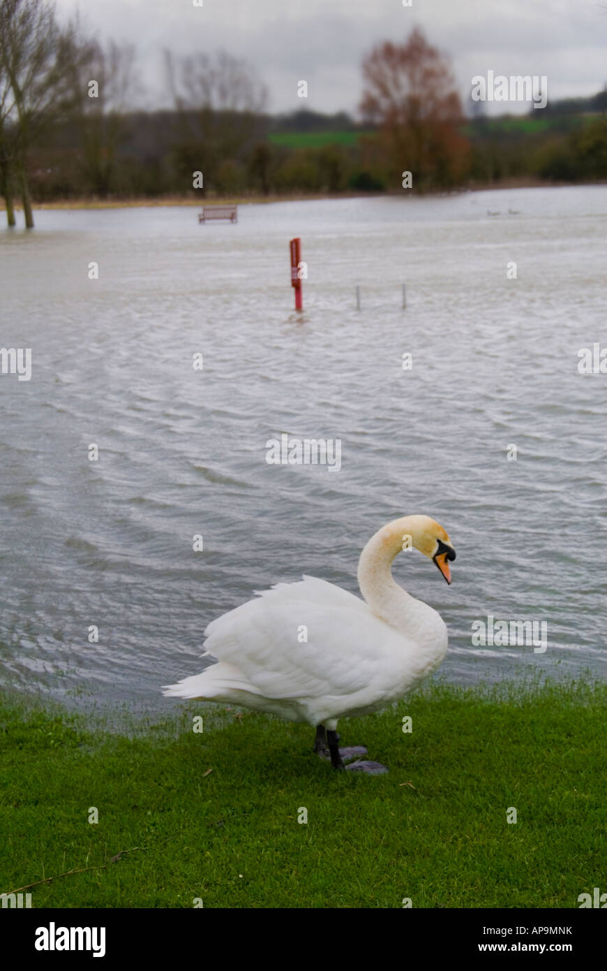 A Mute Swan Stood beside a swollen and flooded River Thames at Abingdon ...