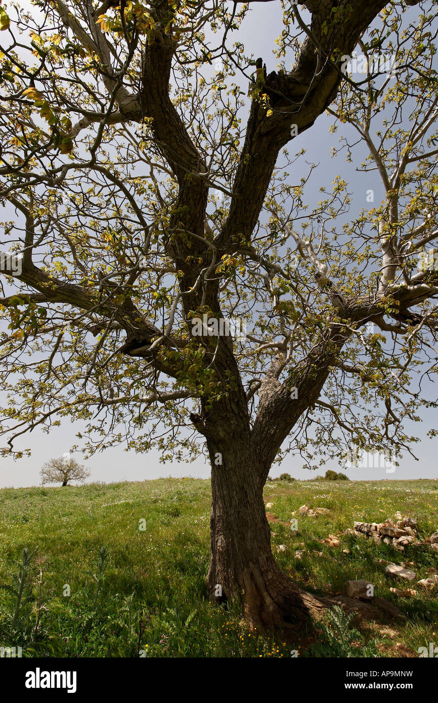 Israel the Upper Galilee Walnut tree on Mount Meron Stock Photo - Alamy