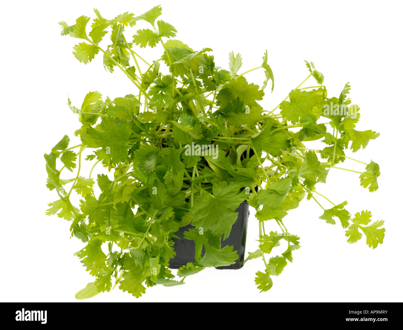 Flat Leaf Parsley Plant Stock Photo - Alamy