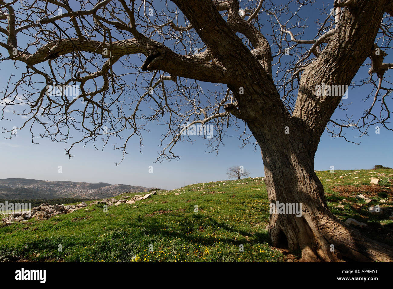 Israel the Upper Galilee Walnut tree on Mount Meron Stock Photo - Alamy