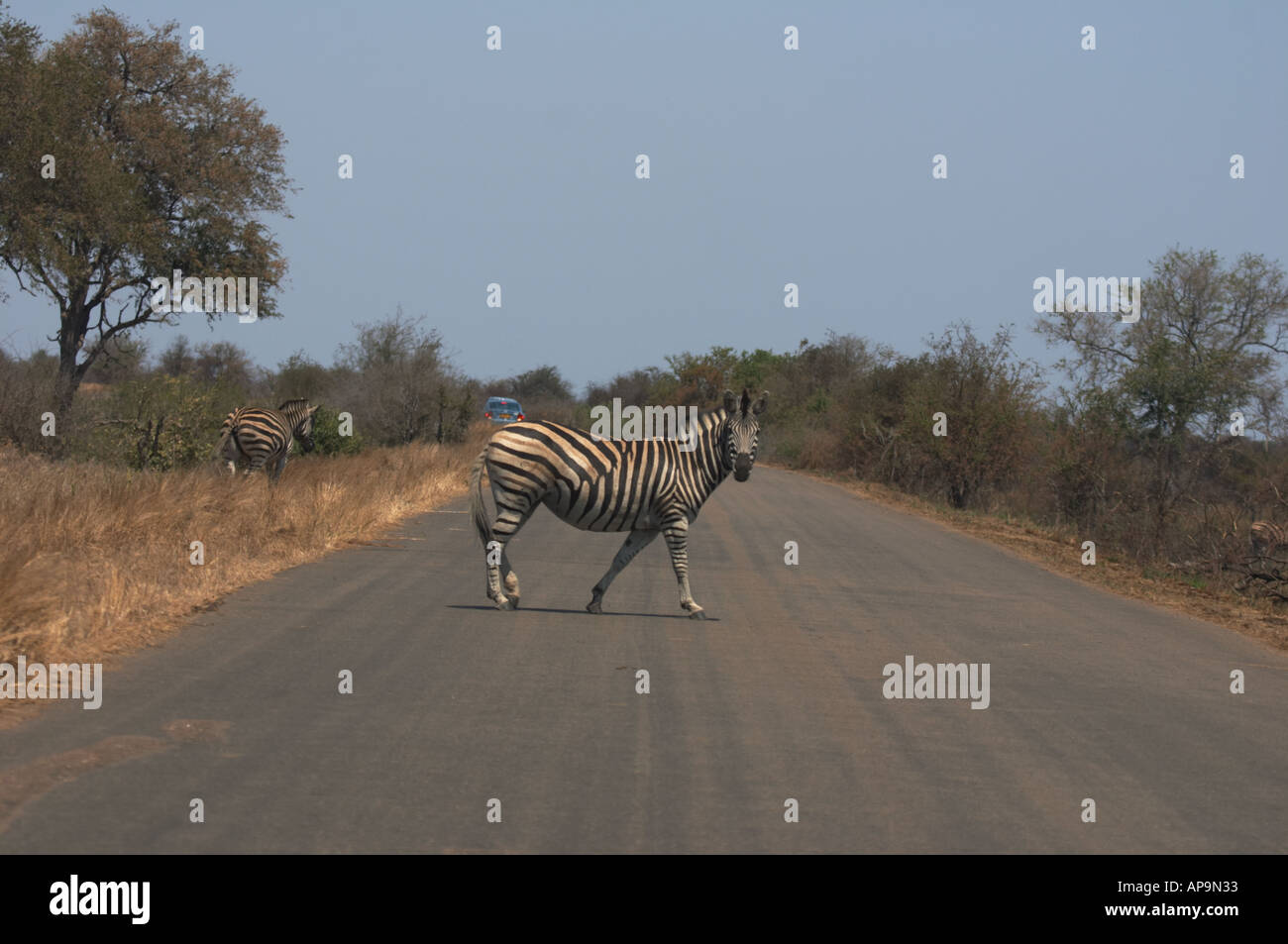 Zebra crossing road Stock Photo - Alamy