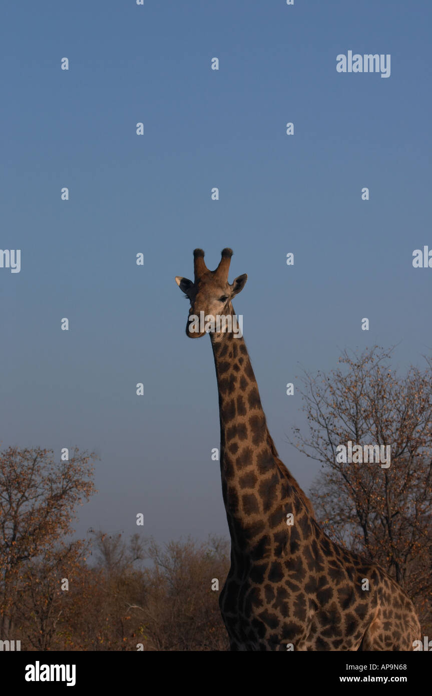 Giraffe head and neck Stock Photo - Alamy