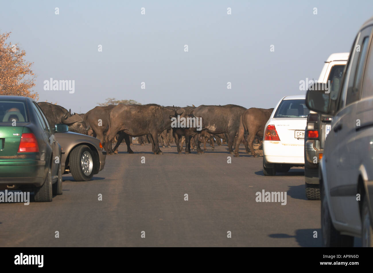 African or Cape buffalo crossing road causing traffic jam Stock Photo ...