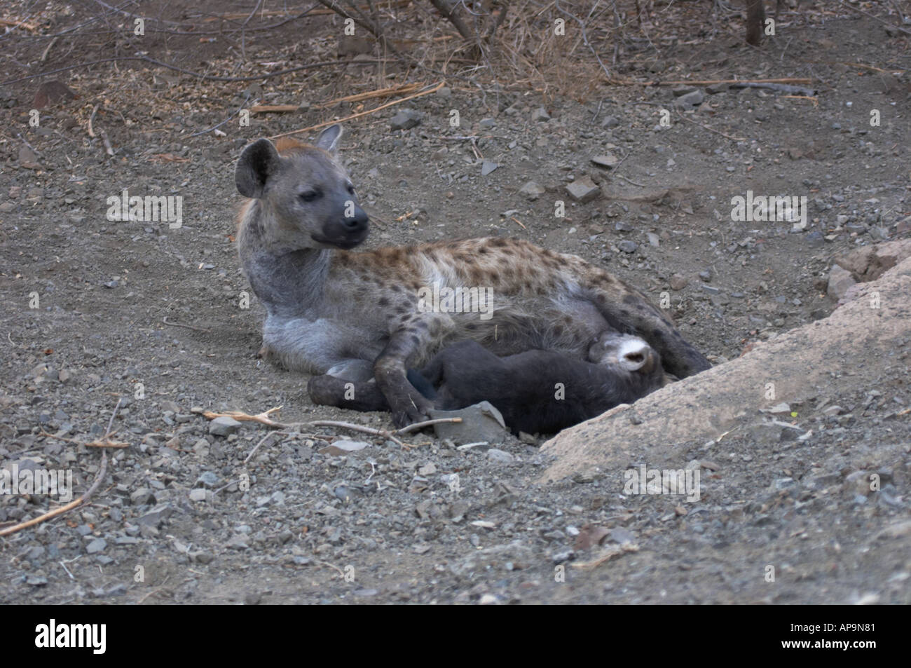spotted hyena mother with cub Kruger Park south Africa Stock Photo - Alamy