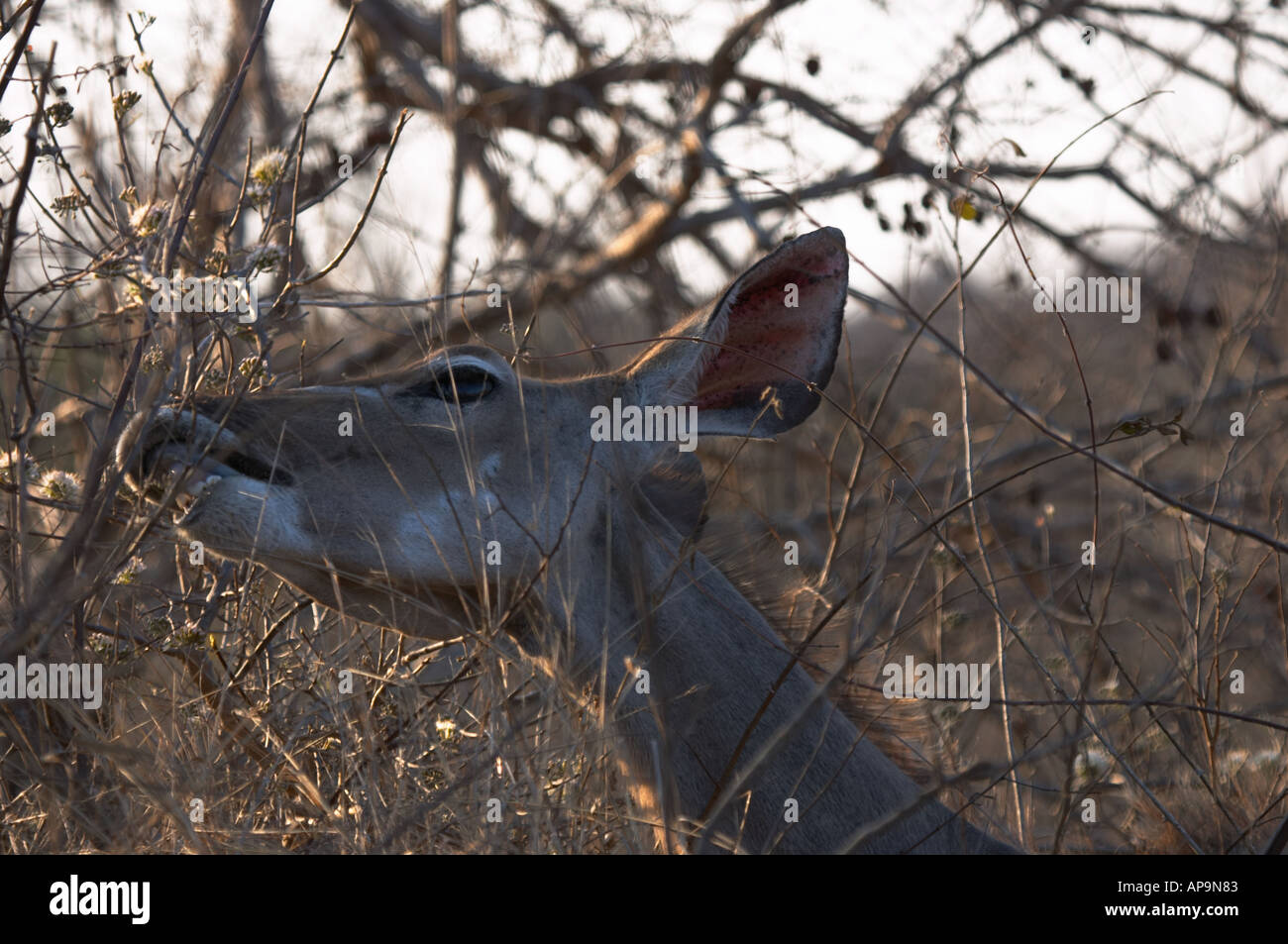 Female Kudu eating Stock Photo - Alamy
