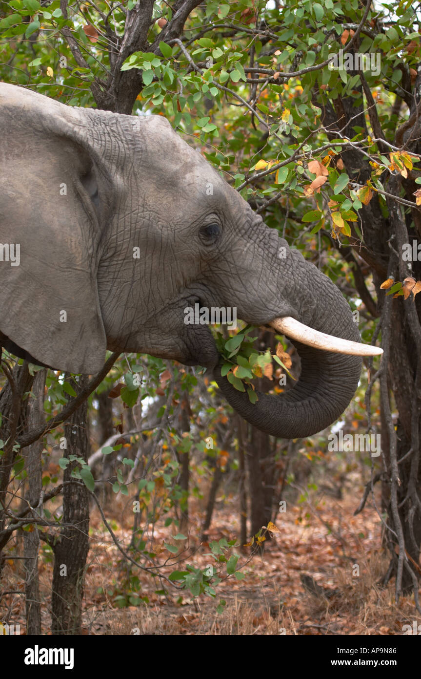 Young elephant eating Stock Photo - Alamy