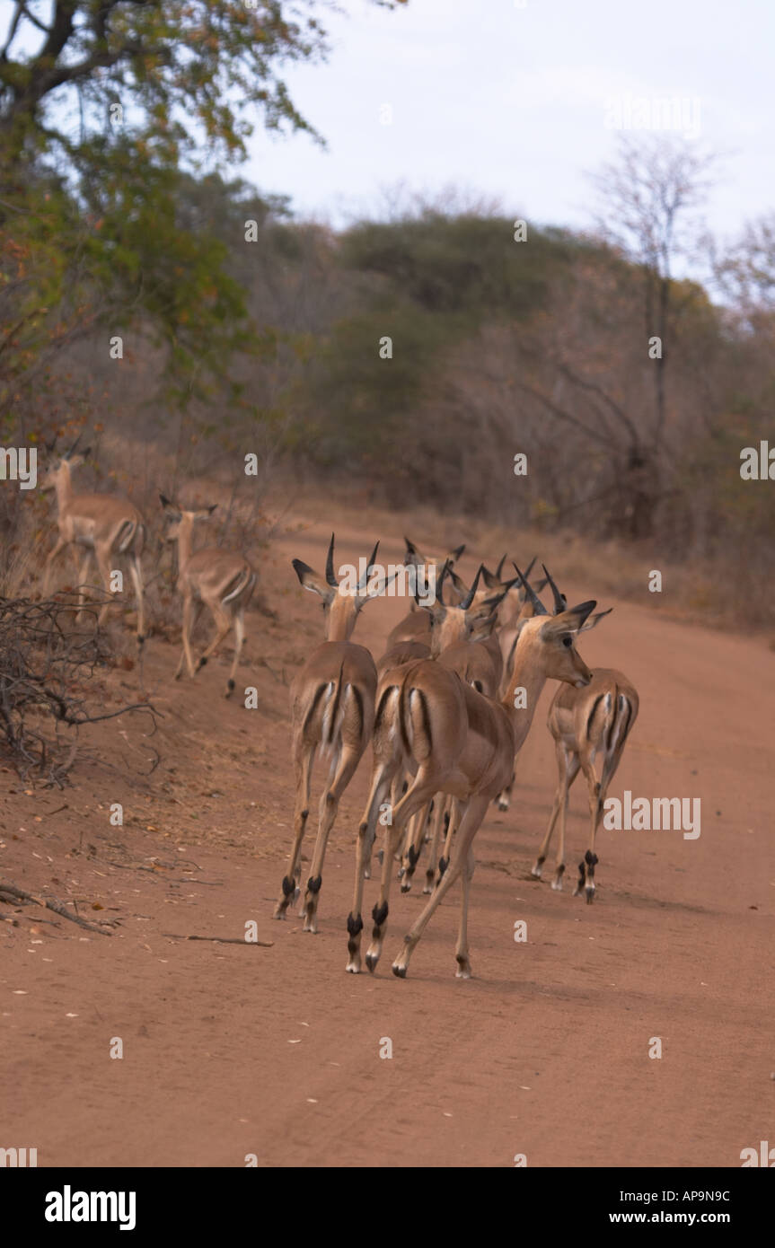 Herd of impala Stock Photo - Alamy