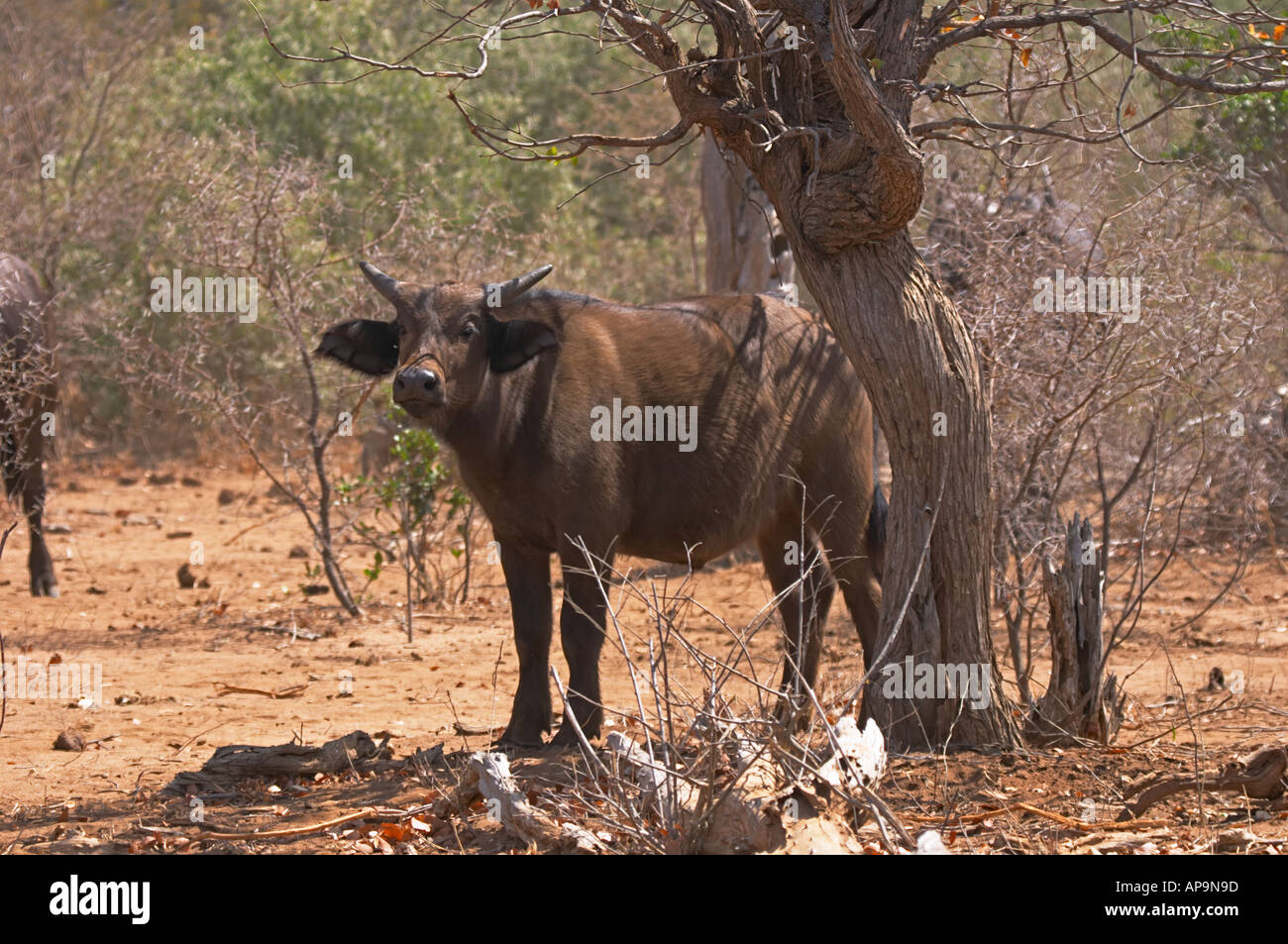African or Cape buffalo calf a member of the so called Big Five group ...