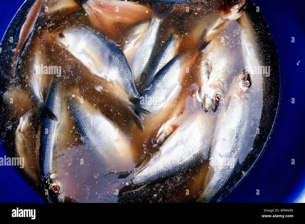 Kippers hanging hi-res stock photography and images - Alamy