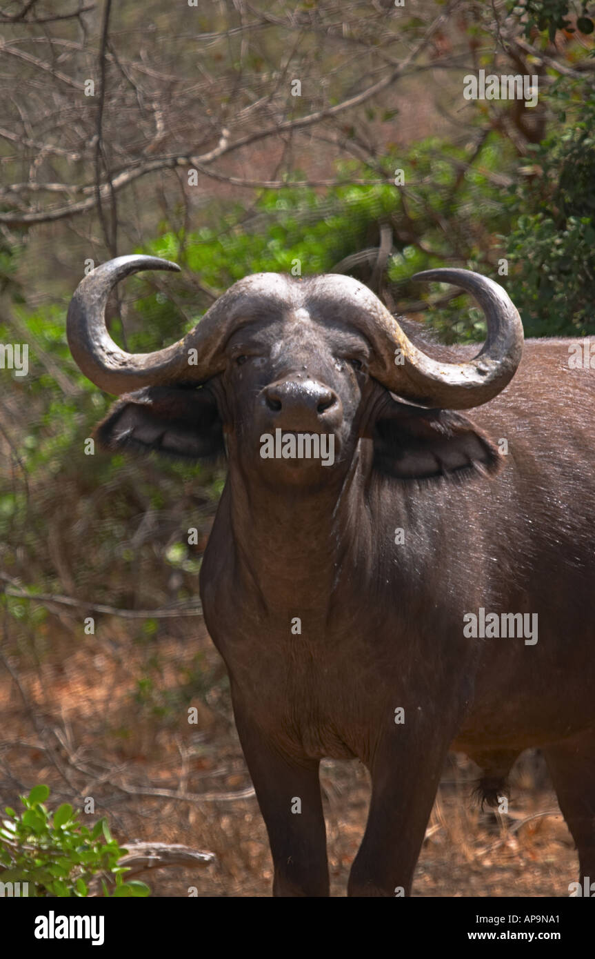 Big five member hi-res stock photography and images - Alamy