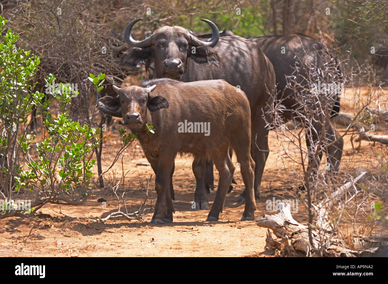 African or Cape buffalo and calf a member of the so called Big Five ...