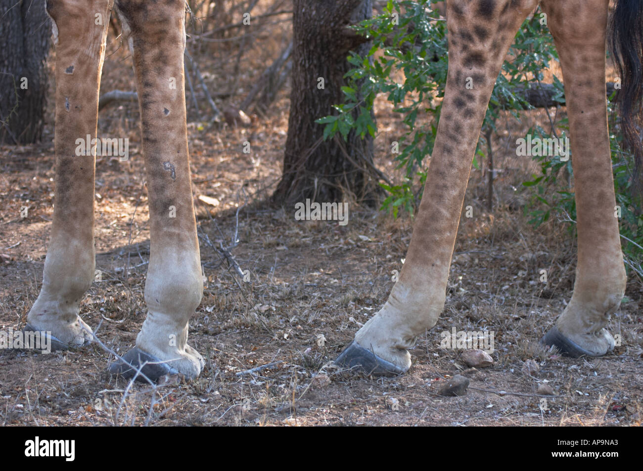 Giraffe with spotted hyena hi-res stock photography and images - Alamy