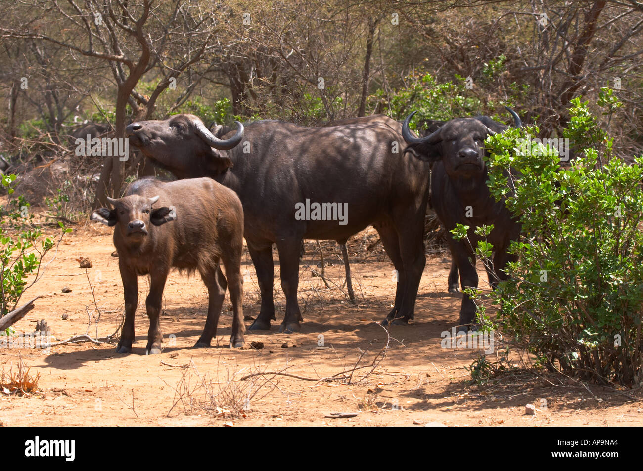 African or Cape buffalo and calf a member of the so called Big Five ...