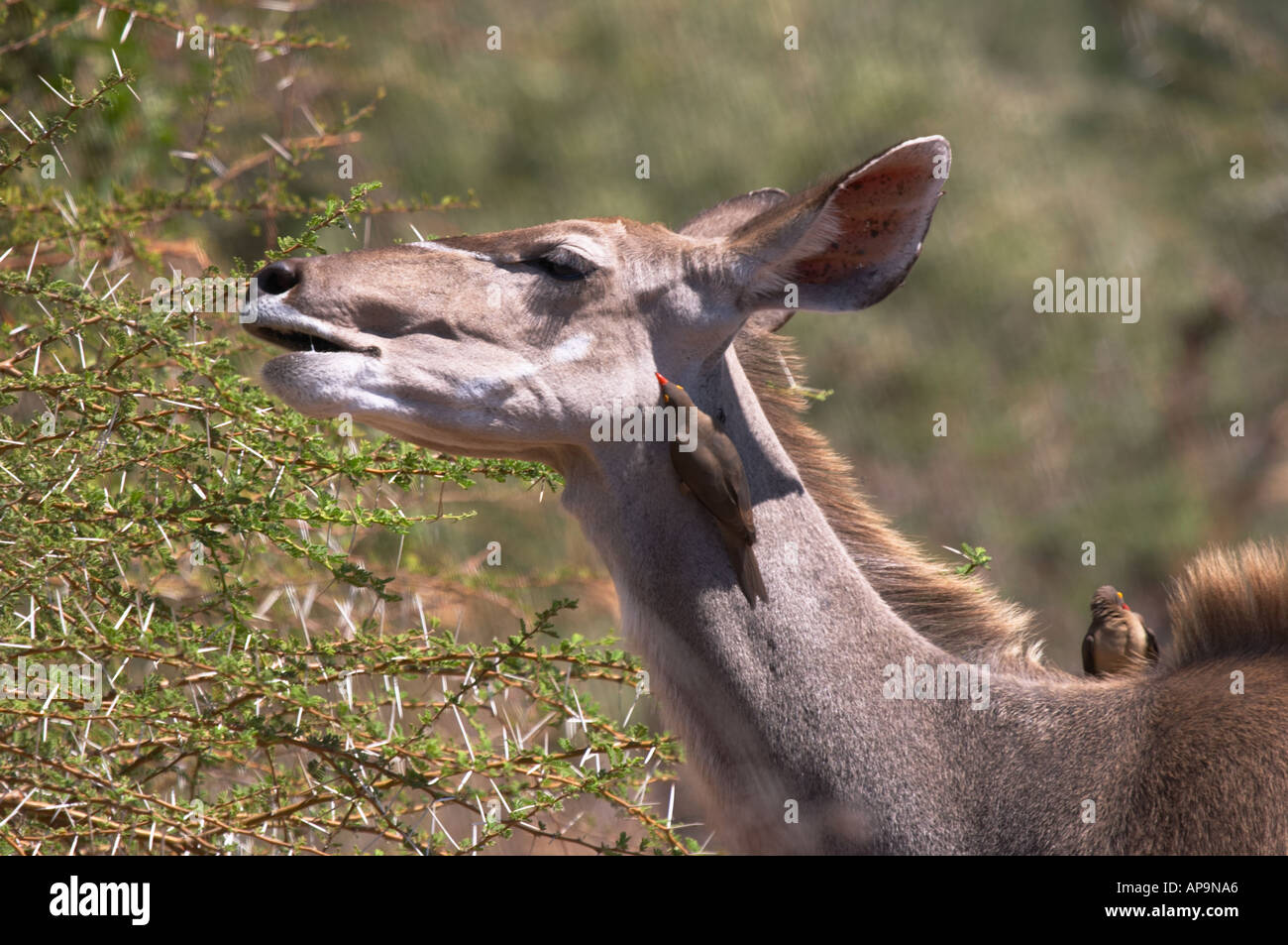 Female Kudu eating Stock Photo - Alamy