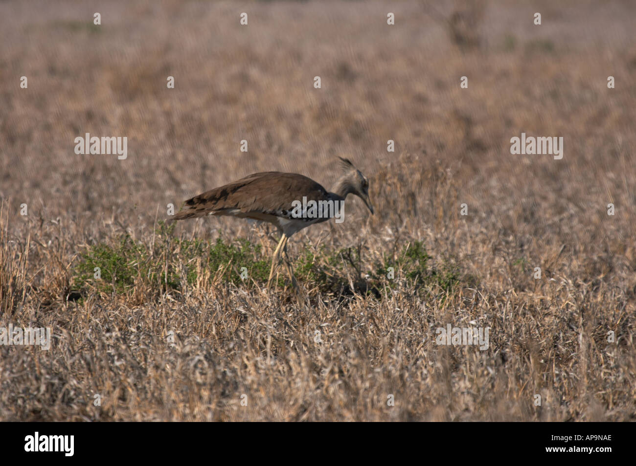 Zoology safari wildlife wild untamed bird hi-res stock photography and ...
