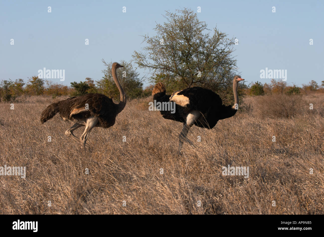 Male and female common ostrich Stock Photo - Alamy