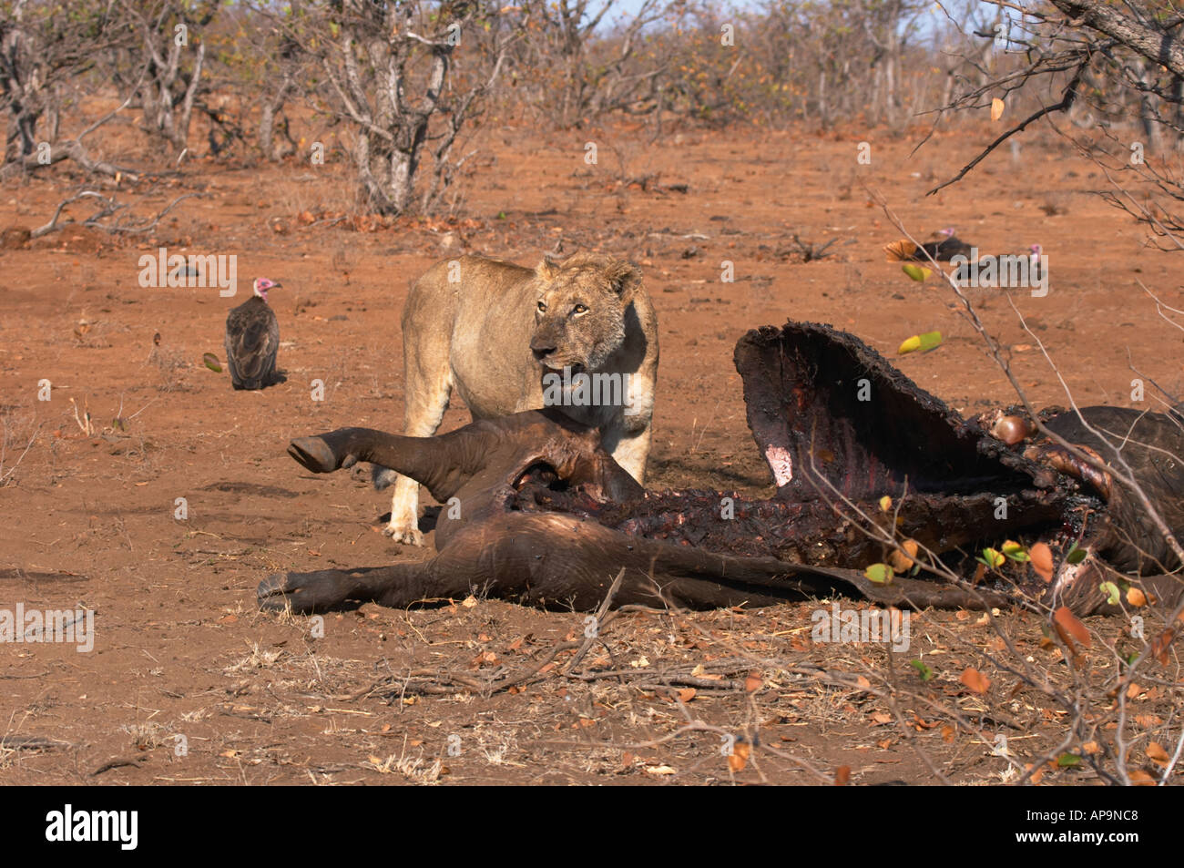 Lioness with buffalo carcass Stock Photo - Alamy
