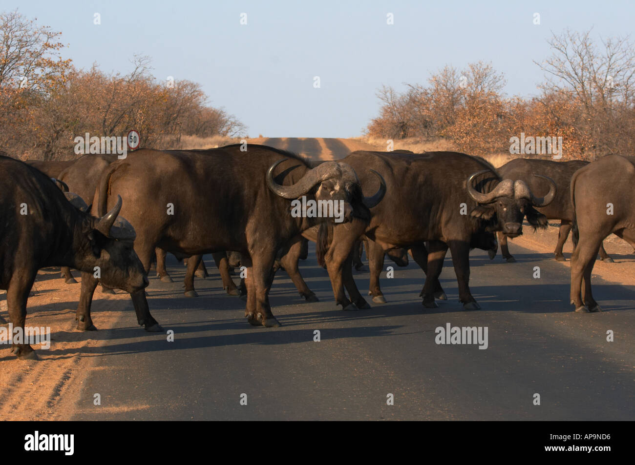 African or Cape buffalo crossing road a member of the so called Big ...