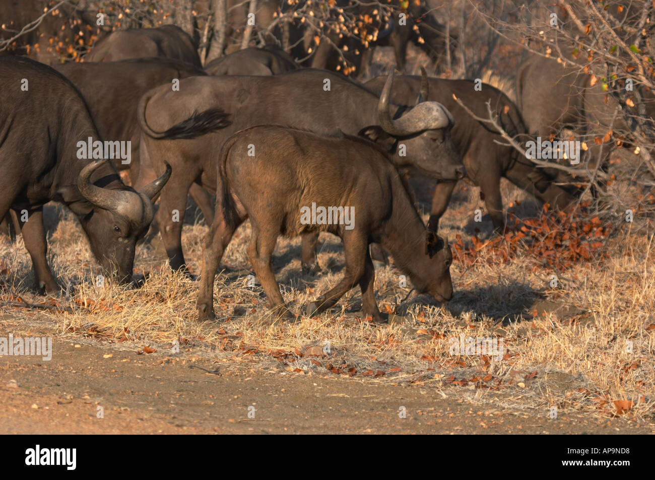 Big five member hi-res stock photography and images - Alamy