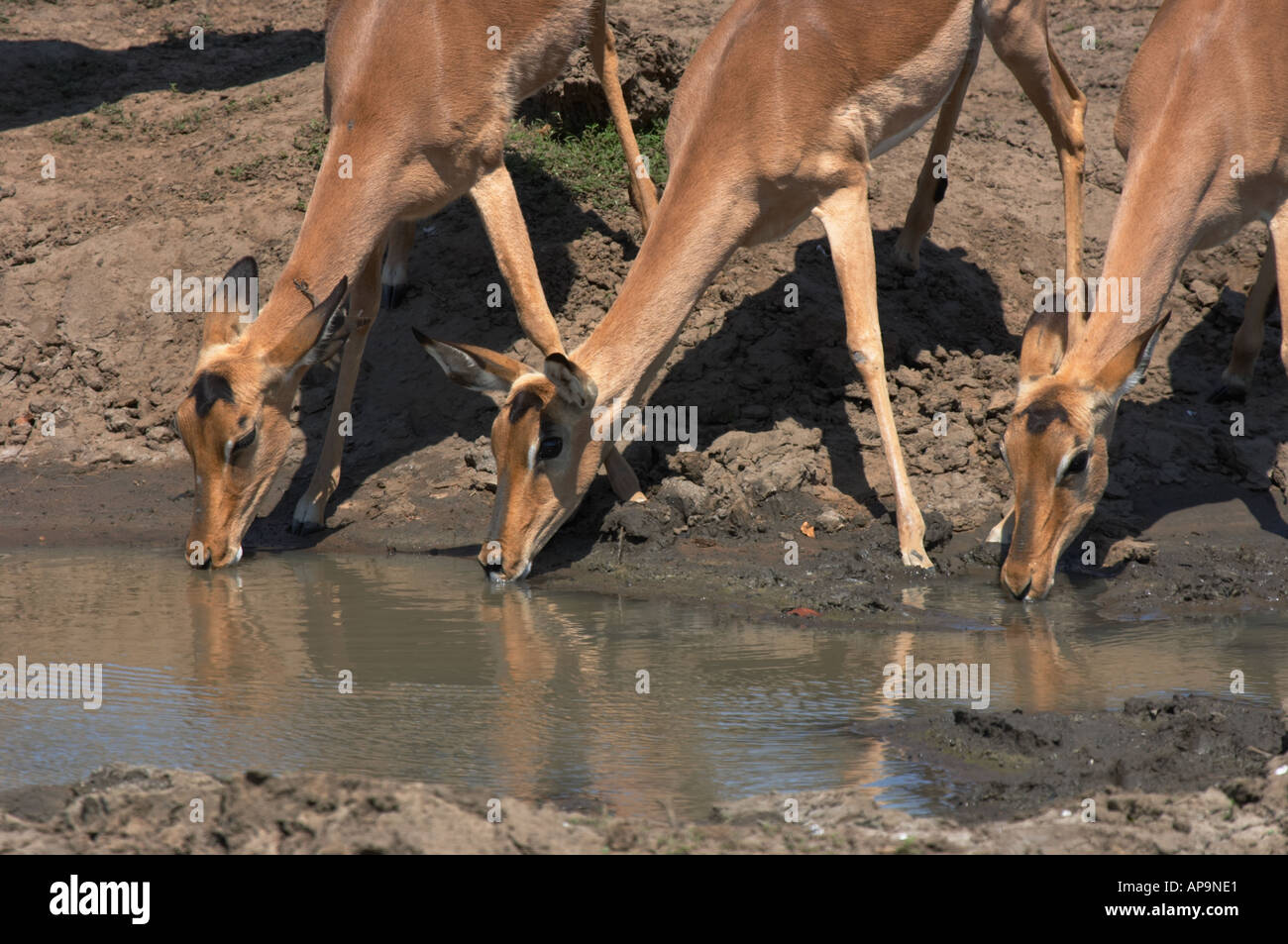 Impala drinking at a waterhole Stock Photo - Alamy
