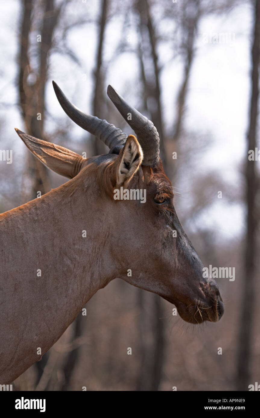 Tsessebe close up of face head Rare antelope considered to be ...