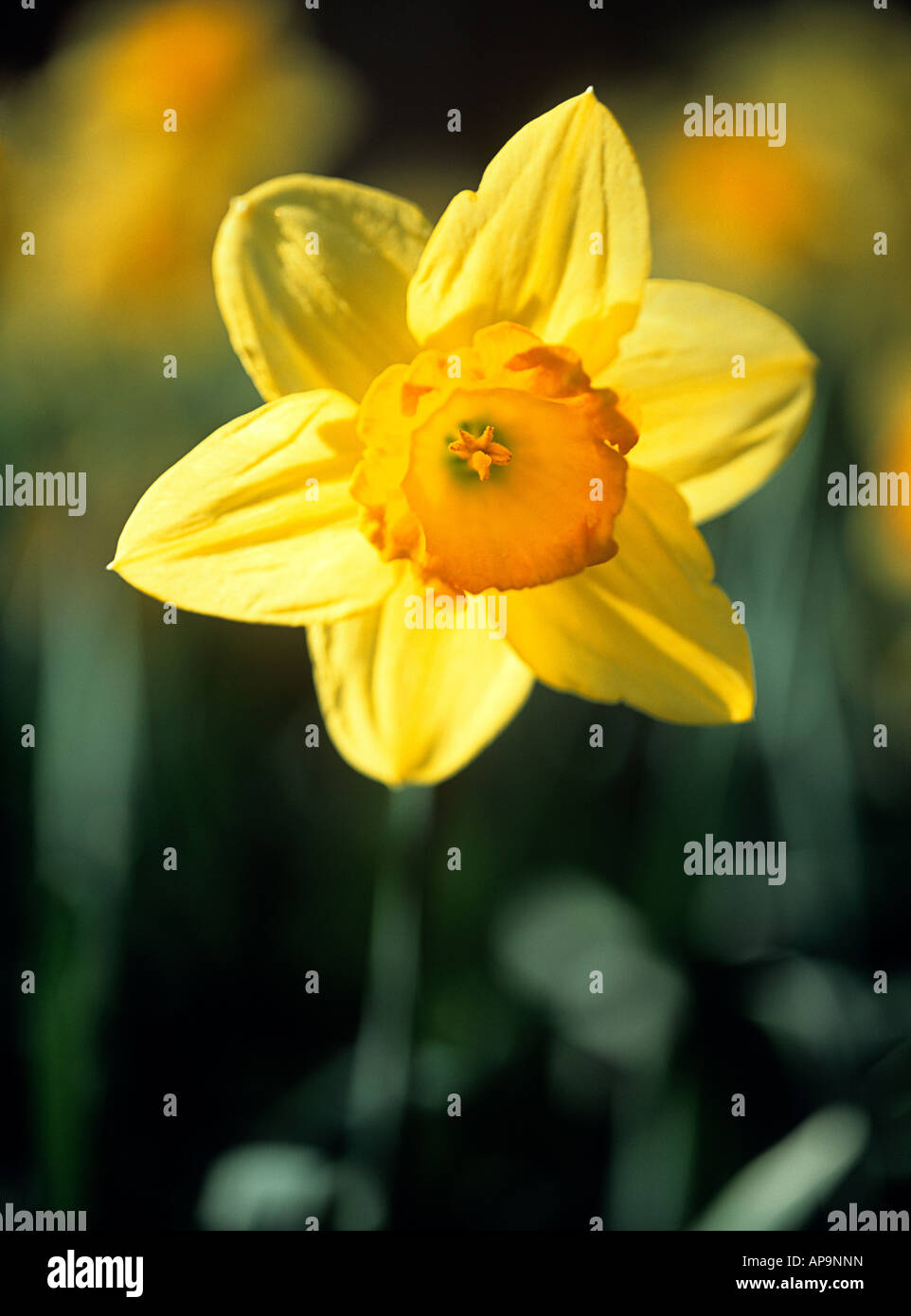 Daffodil hi-res stock photography and images - Alamy