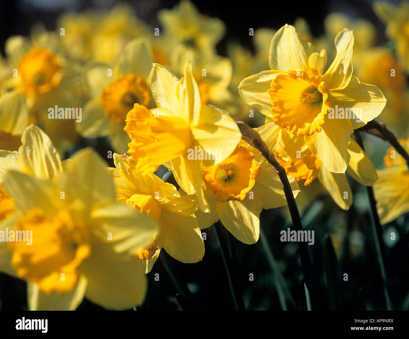 Daffodils hi-res stock photography and images - Alamy