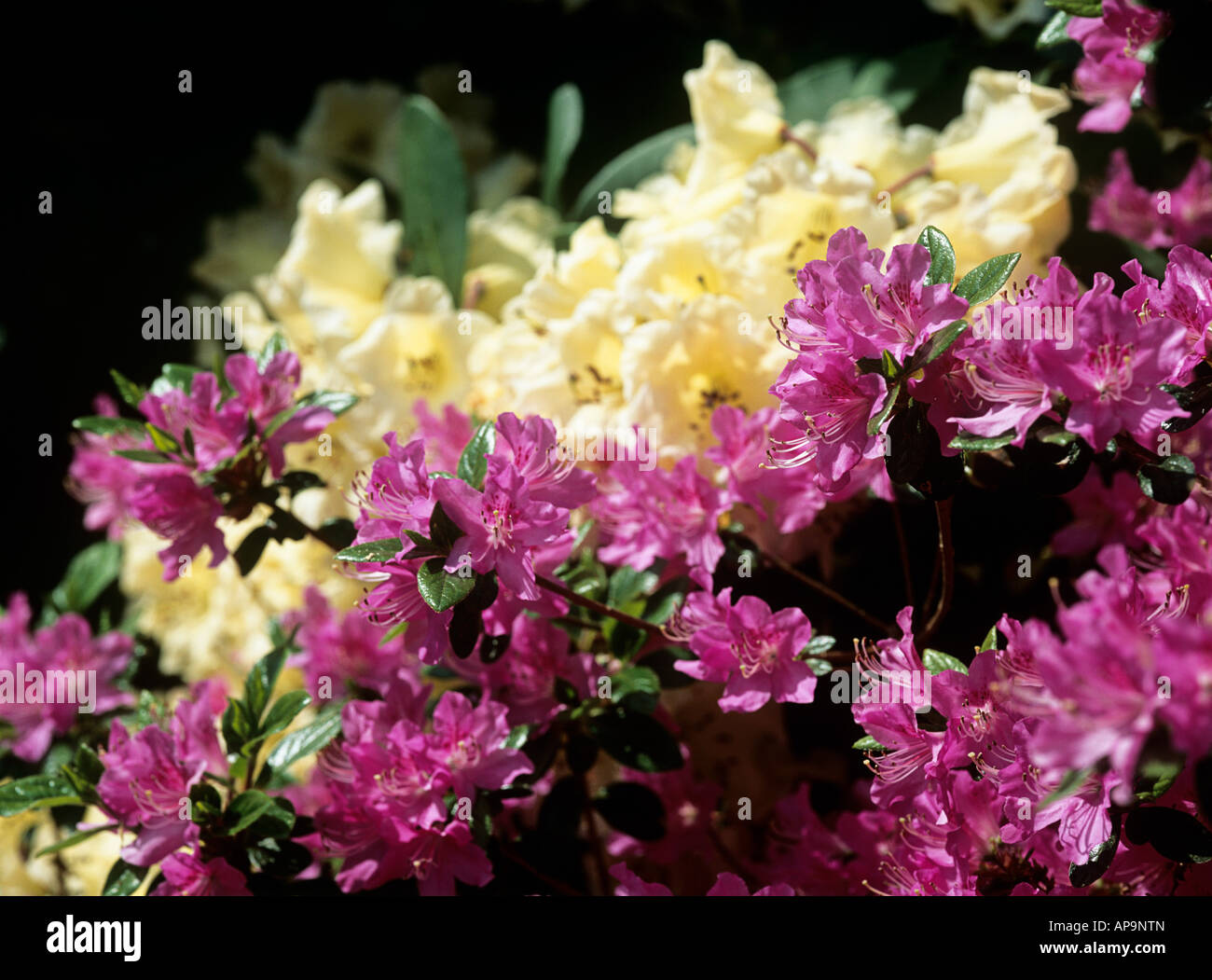 Azalea flowers hi-res stock photography and images - Alamy