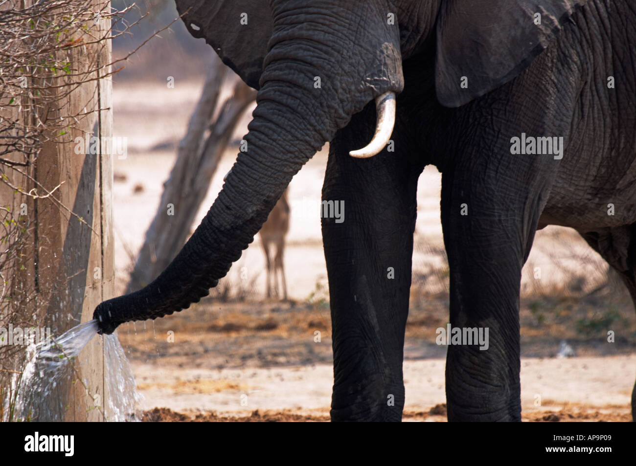 Elephant squirting water from trunk Stock Photo - Alamy