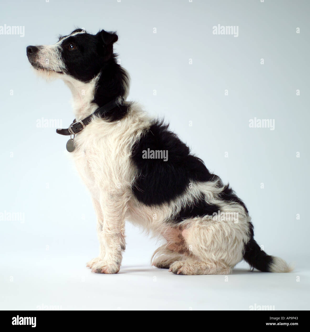 Side view of dog sitting in studio Stock Photo - Alamy