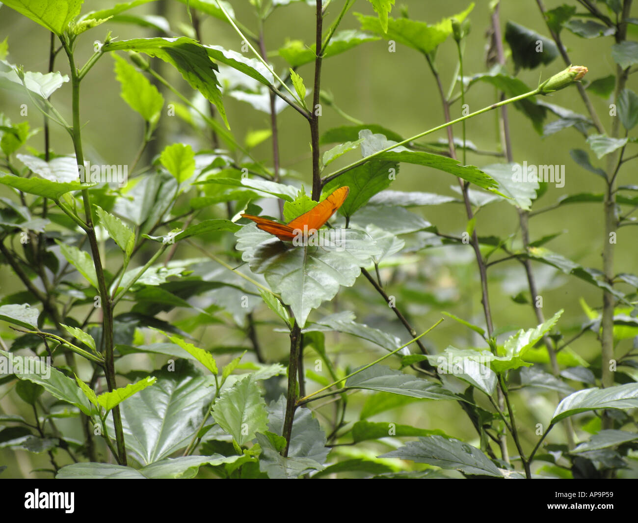 Butterfly Observatory, La Paz Waterfall Gardens Nature Park, Costa Rica ...