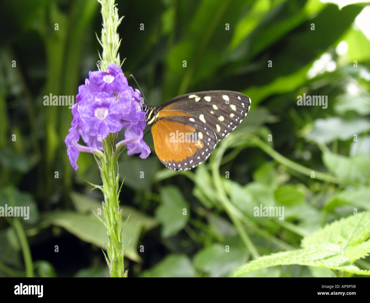 Butterfly Observatory, La Paz Waterfall Gardens Nature Park, Costa Rica ...