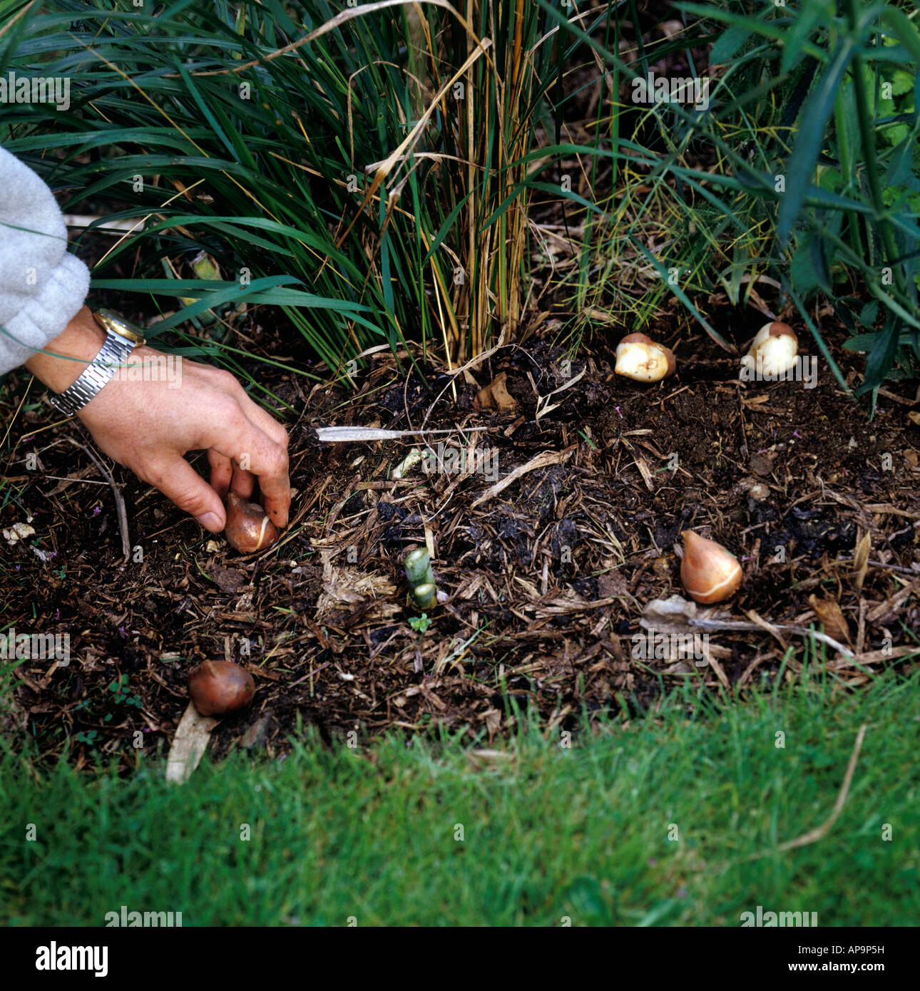 planting tulip bulbs Stock Photo - Alamy