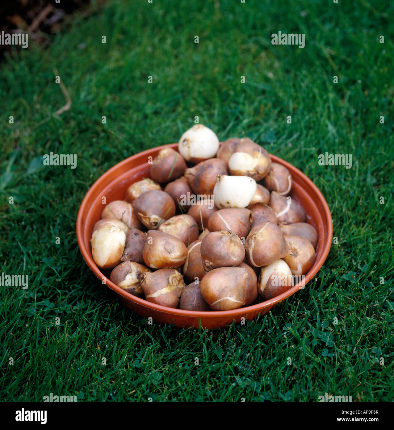 a bowl of tulip bulbs Stock Photo - Alamy