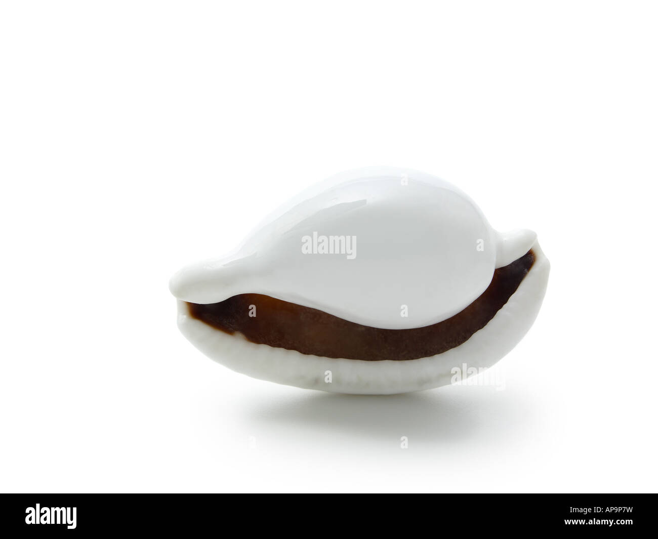 Memorial shell Cut Out Stock Images & Pictures - Alamy