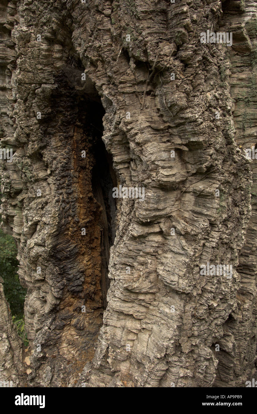 Cylindrical trunk hi-res stock photography and images - Alamy