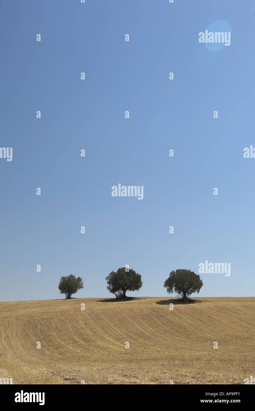 Traditional Alentejo landscape, Portugal Stock Photo - Alamy