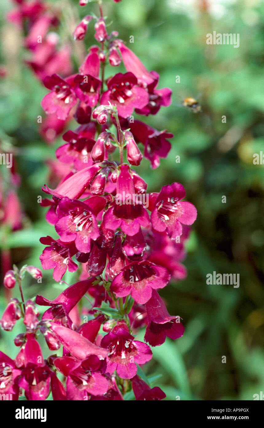 Close of pink penstemon Stock Photo - Alamy