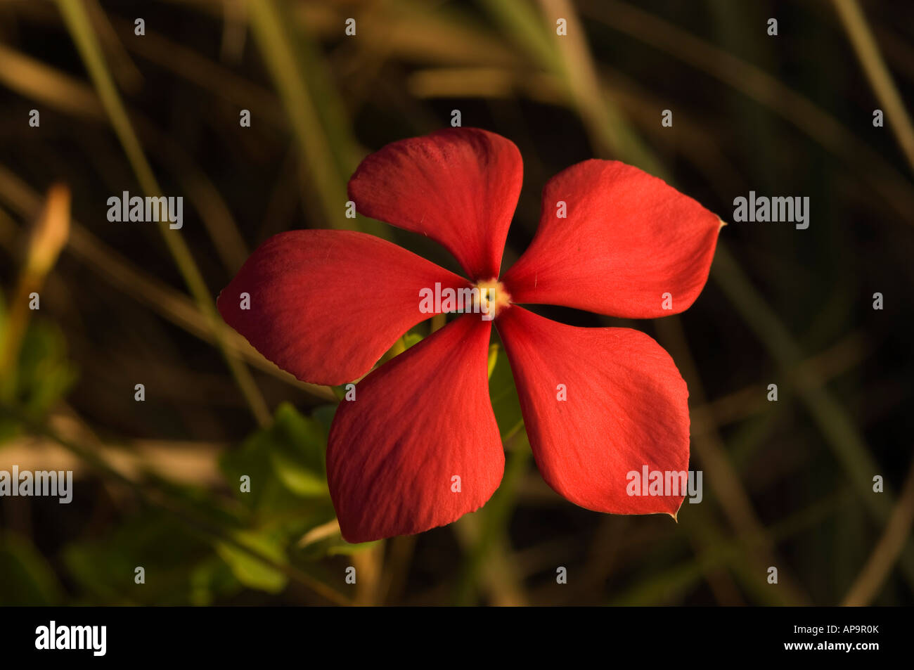 Madagascar national flower hi-res stock photography and images - Alamy