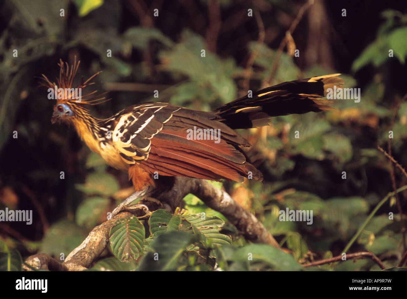 Hoatzin (Opisthocomus hoazin), Madidi National Park, Bolivia Stock ...