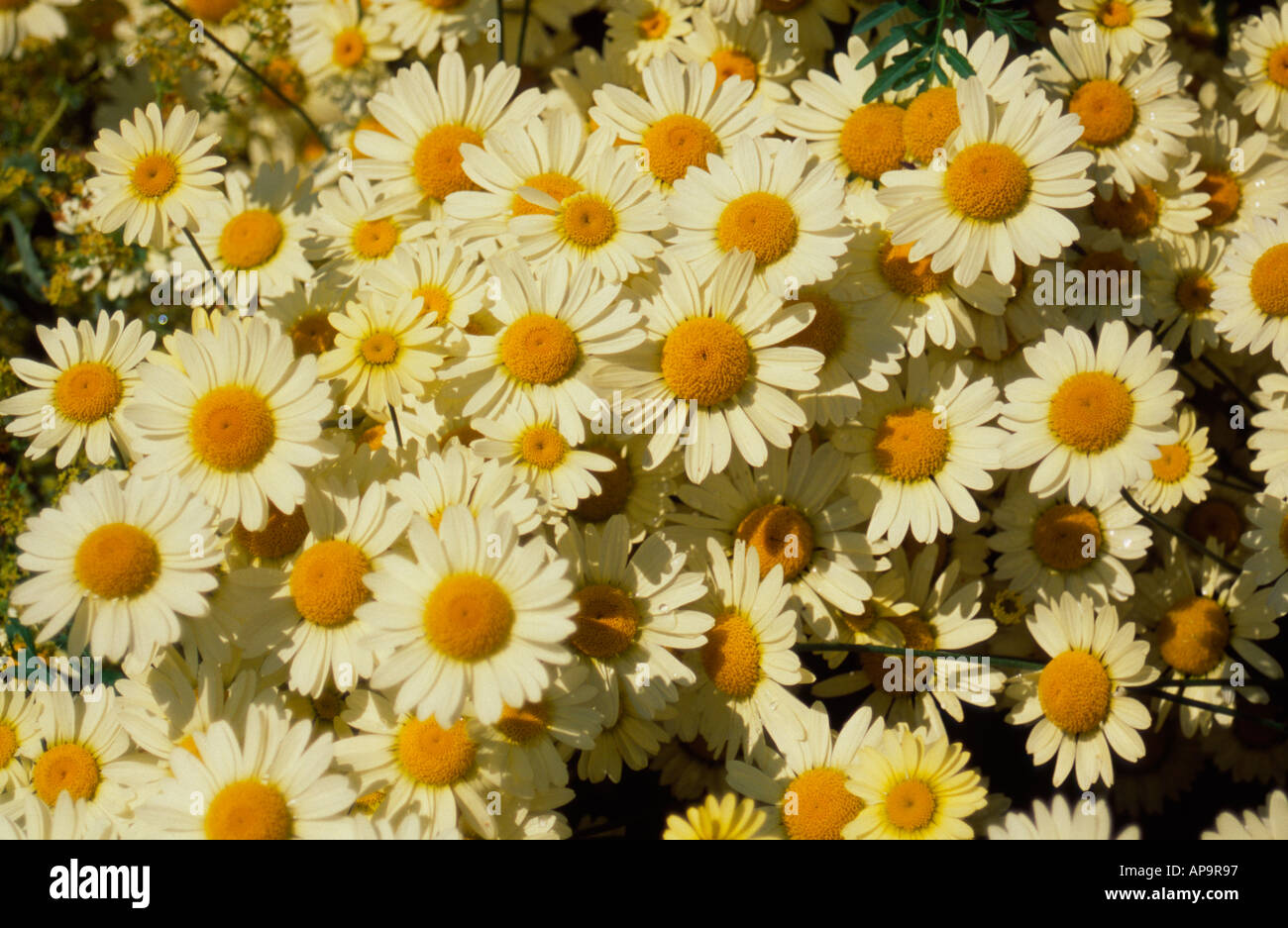 Anthemis tinctoria ‘ec buxton’ hi-res stock photography and images - Alamy