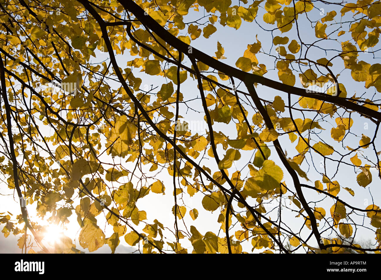See through branches hi-res stock photography and images - Alamy