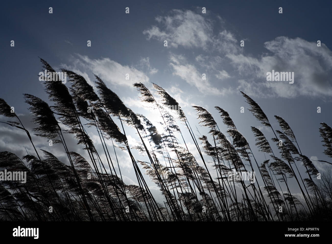 Grass blowing in breeze Stock Photo - Alamy