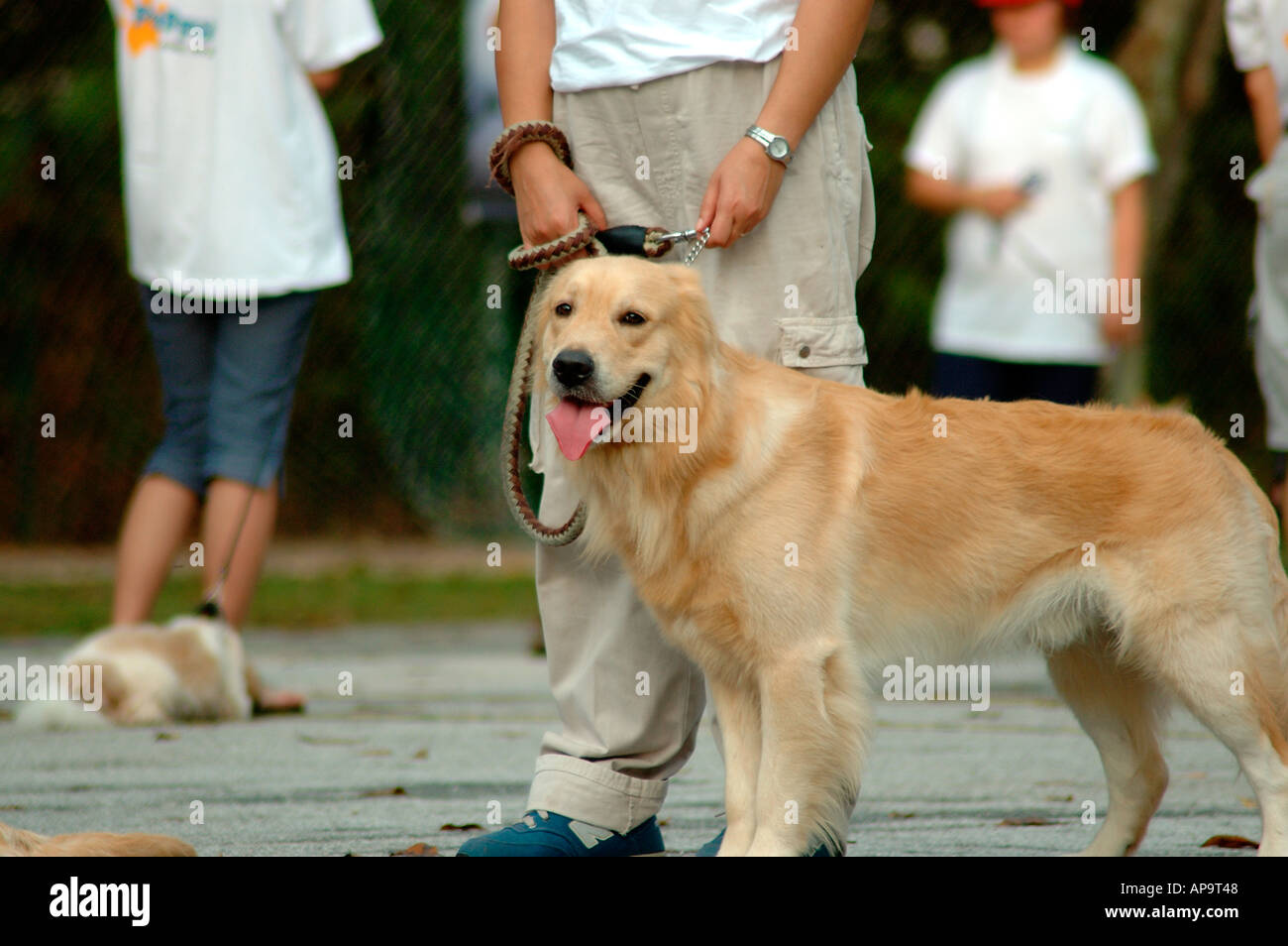 Dog on a leesh at training school Stock Photo - Alamy