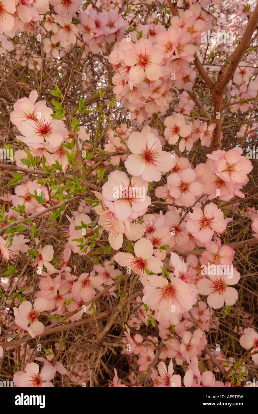Israel the Negev desert Almond tree in Wadi Eliav Stock Photo - Alamy