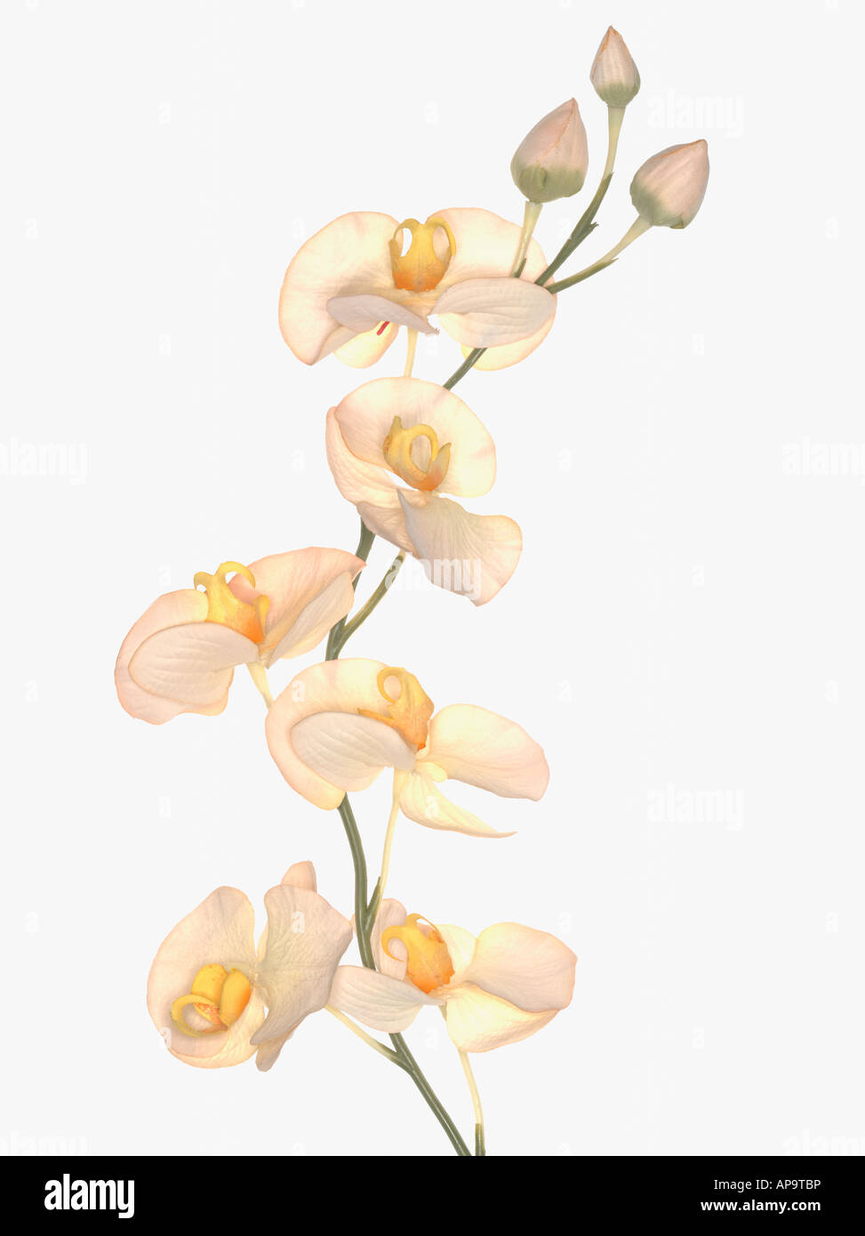 Orchid detail Cut Out Stock Images & Pictures - Alamy