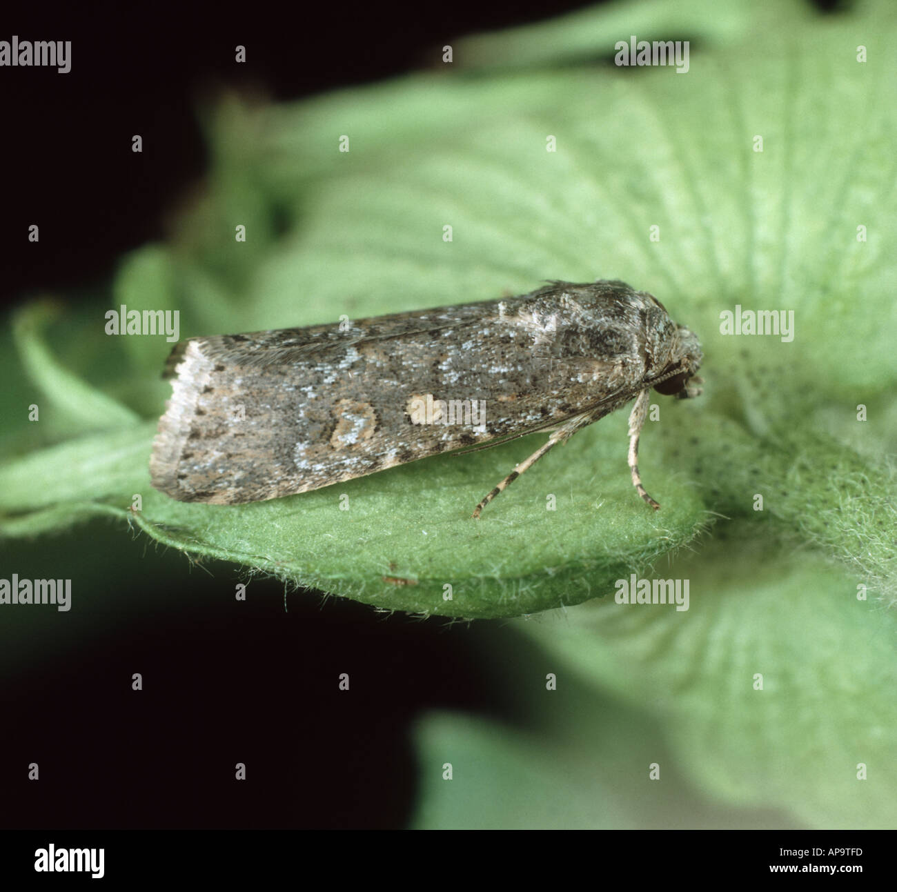 Lesser armyworm Spodoptera exigua moth on cotton square Stock Photo - Alamy