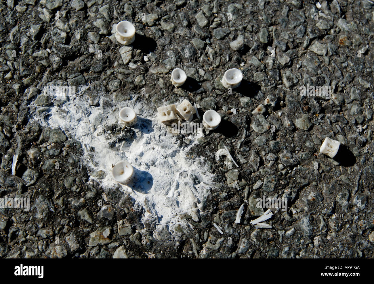 Waste matter from a seagull with distinct fishbones Stock Photo - Alamy