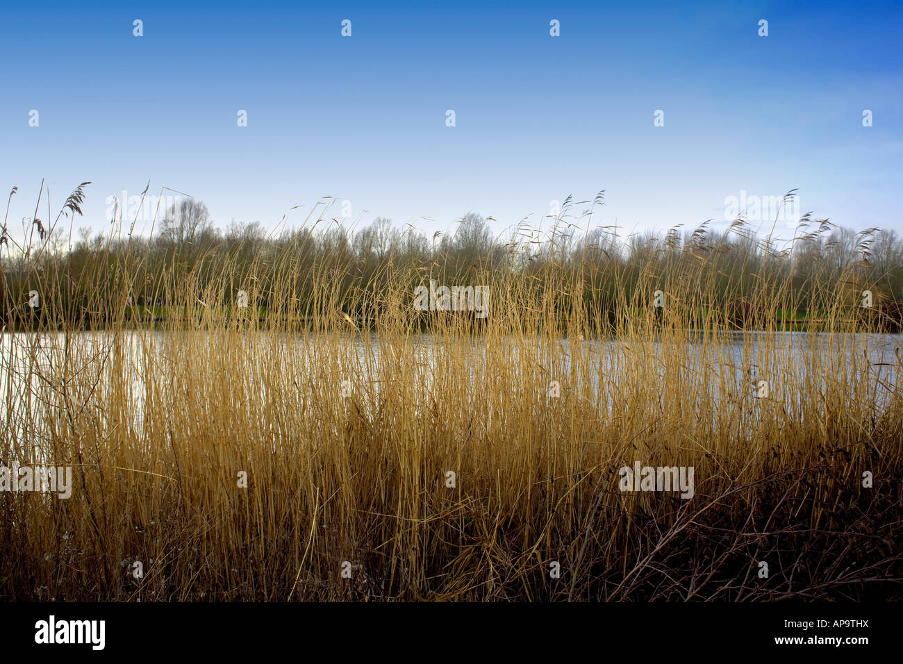 arrow valley lake country park redditch worcestershire midlands england ...